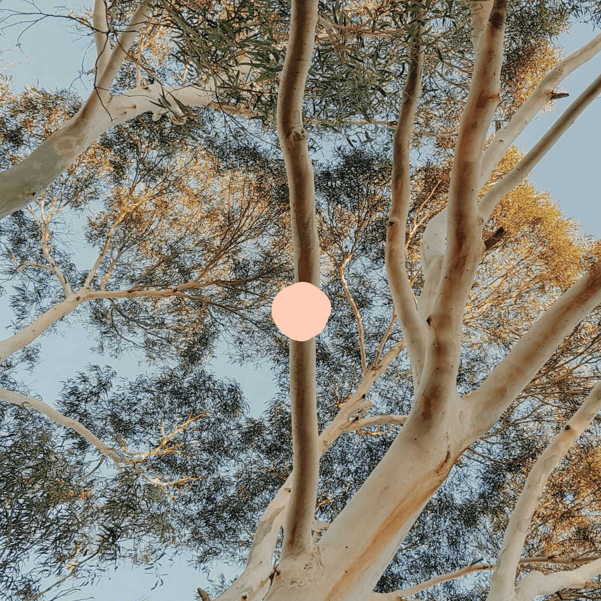 How to choose the right ESS structure for your startup | Open Source VC | Airtree Ventures